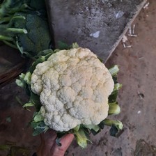 Vegetables_Detection Classification Dataset by Aqsa