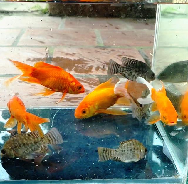 fish_crab_2 Object Detection Dataset by FISH