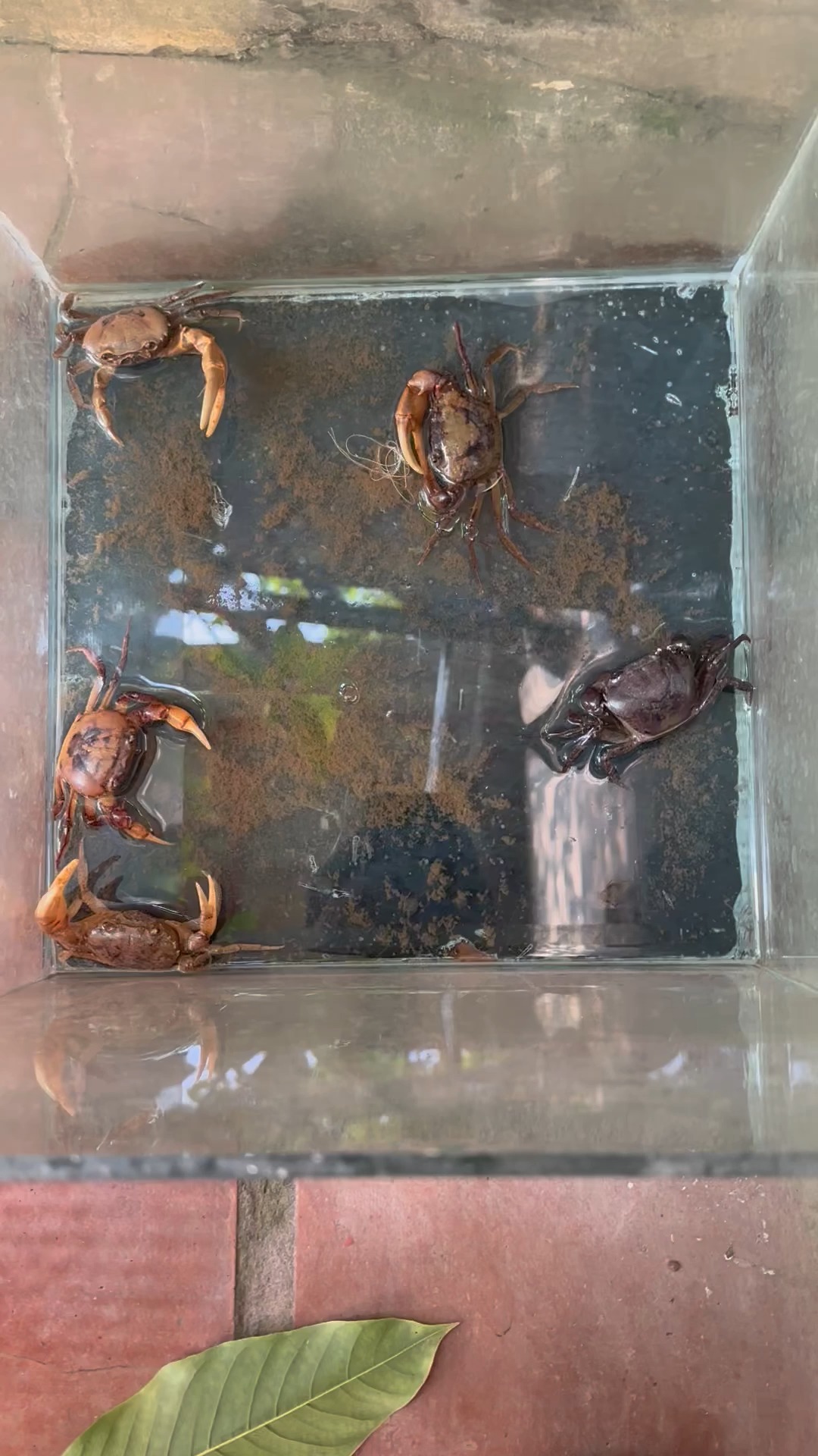 cua Object Detection Model by FISH