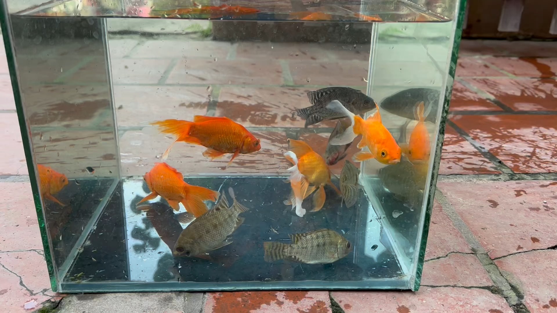 FISH (fish-fmwmn) - Roboflow Universe