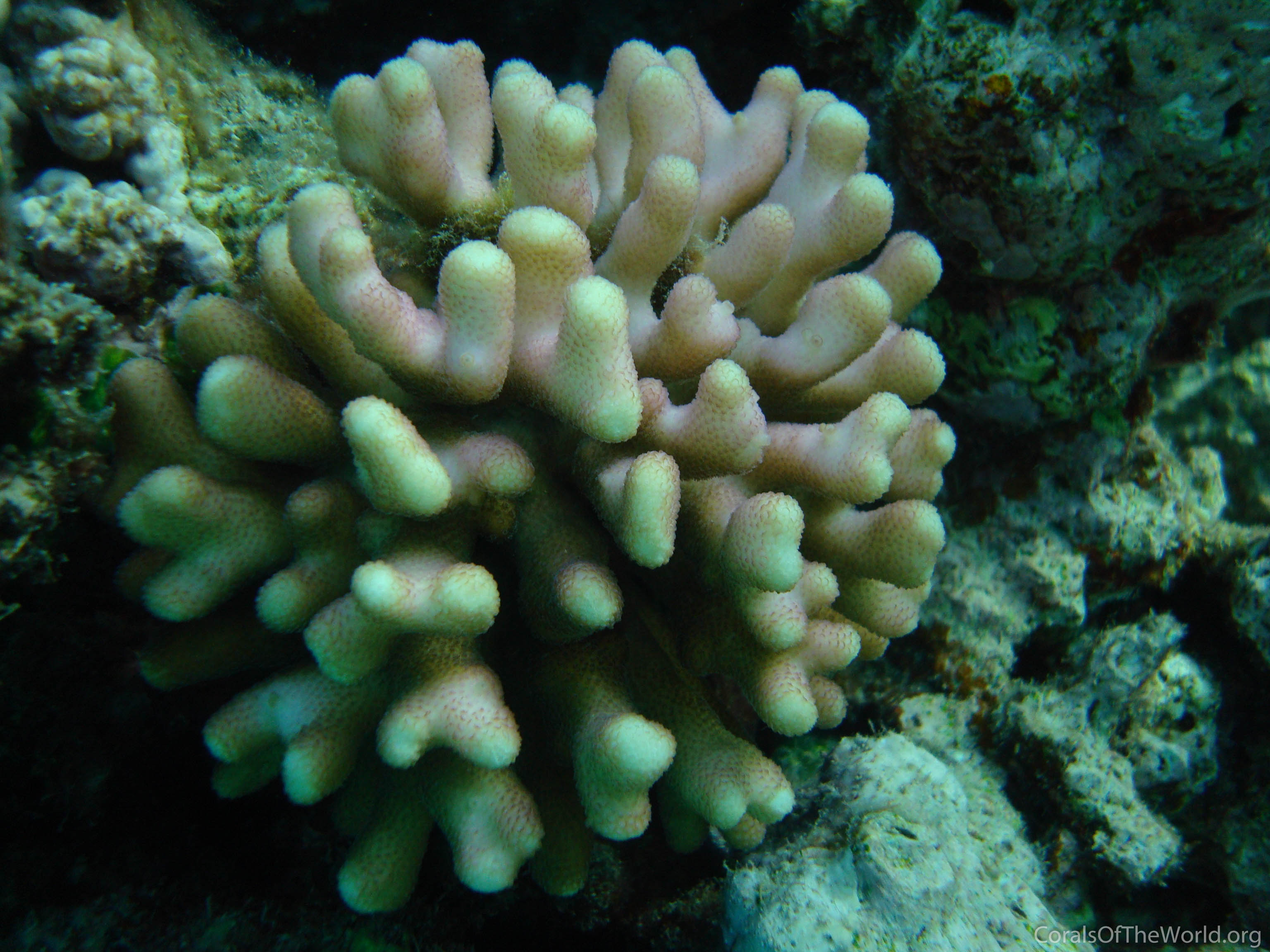 Coral Classfication Classification Model by PTS