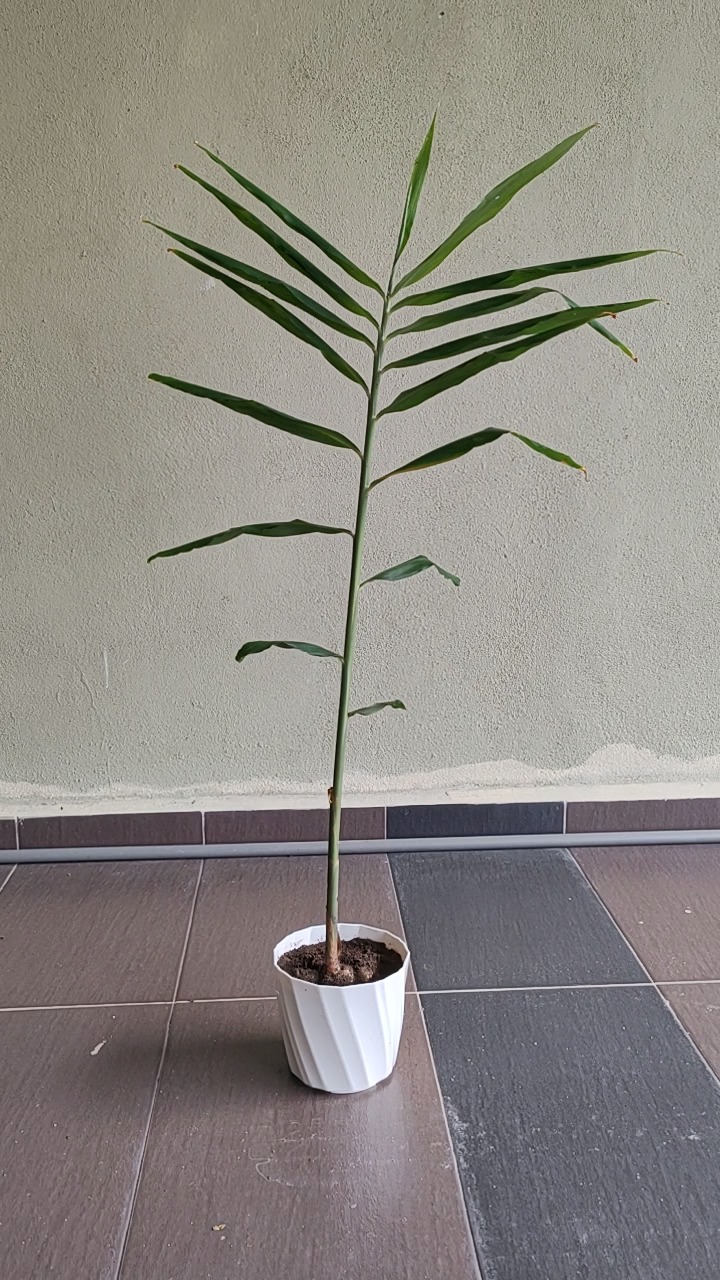 Ginger Tree Object Detection Dataset by Ginger Tree