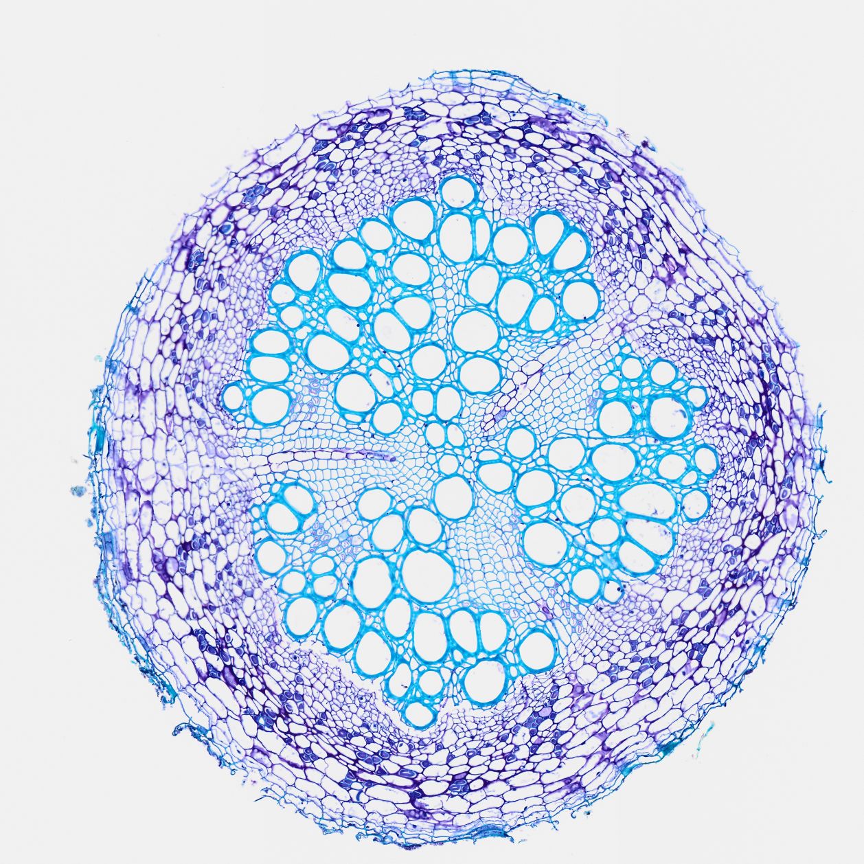 Hasib - Roboflow Universe