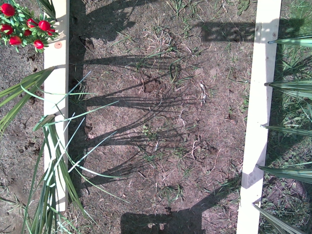 Task2_2025_Strawberries Object Detection Dataset and Pre-Trained Model by WUR