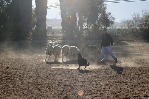 Rotulação Object Detection Dataset By Mywork