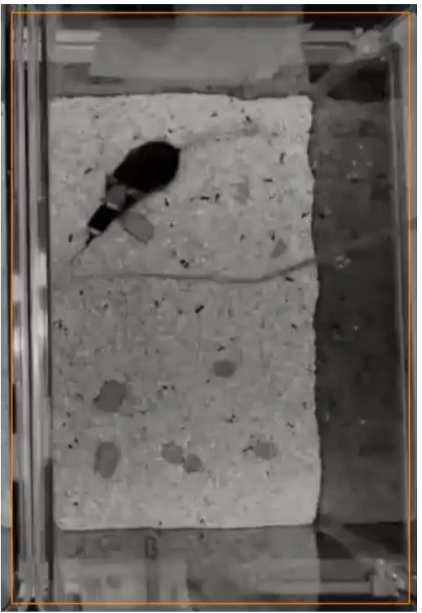 DID-Rodent-YOLOv8 Object Detection Model by Winter Zebrafish TEST