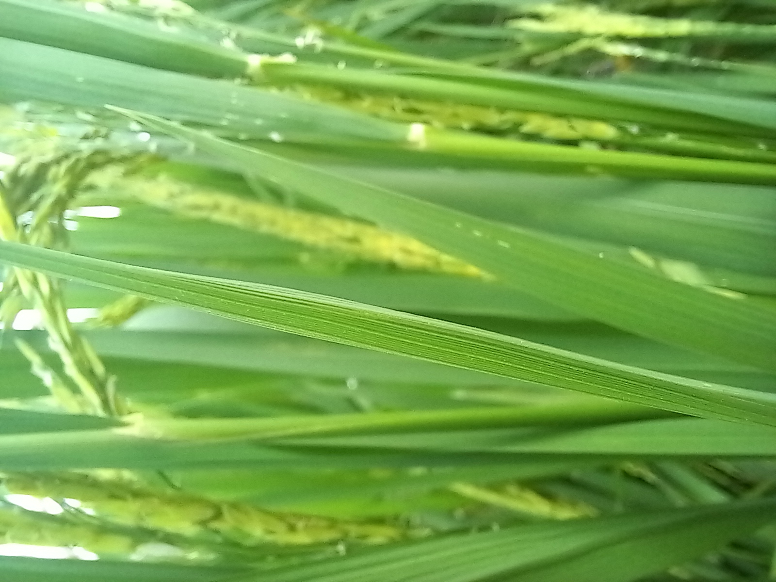 RicePlant Classification Dataset by Palayon