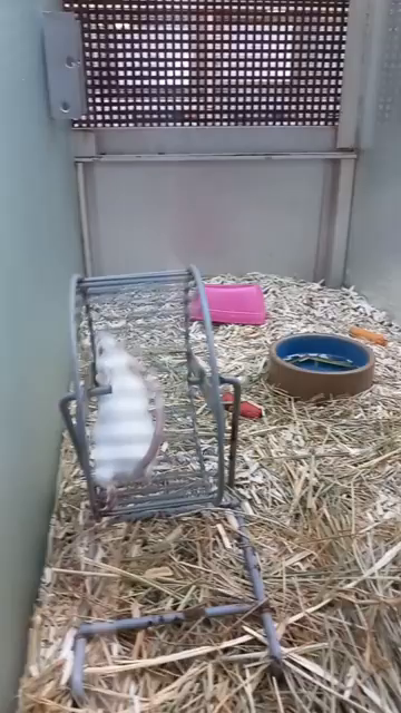 smart cage Object Detection Dataset and Pre-Trained Model by MOTOS AND CARS