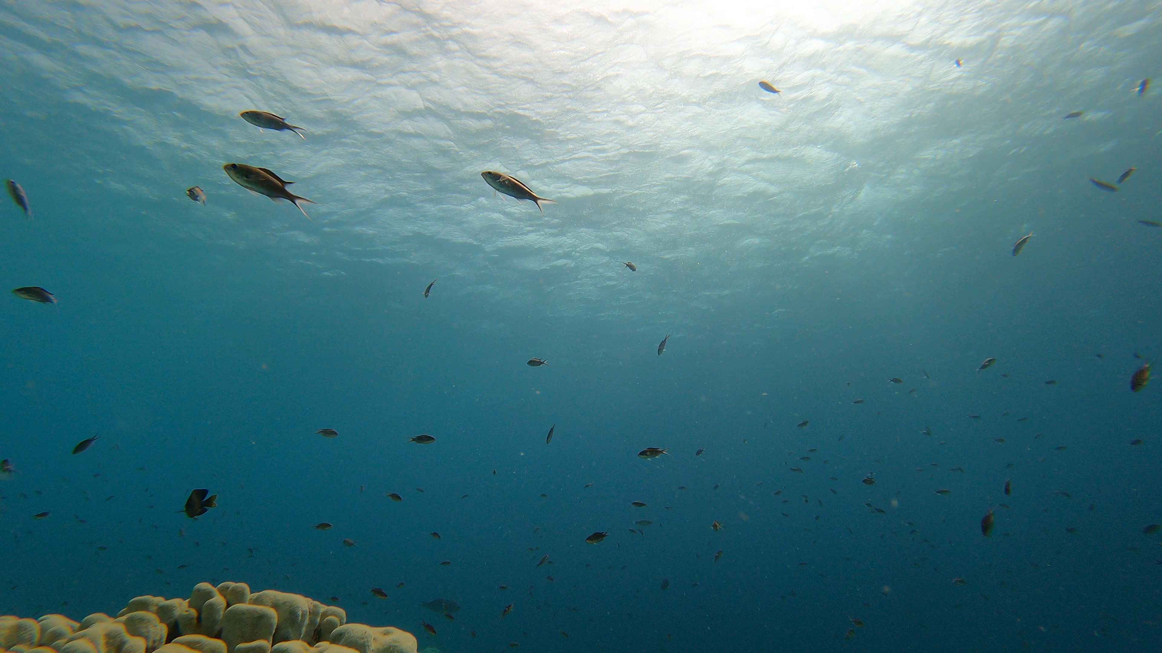 Species Classification Object Detection Dataset And Pre Trained Model
