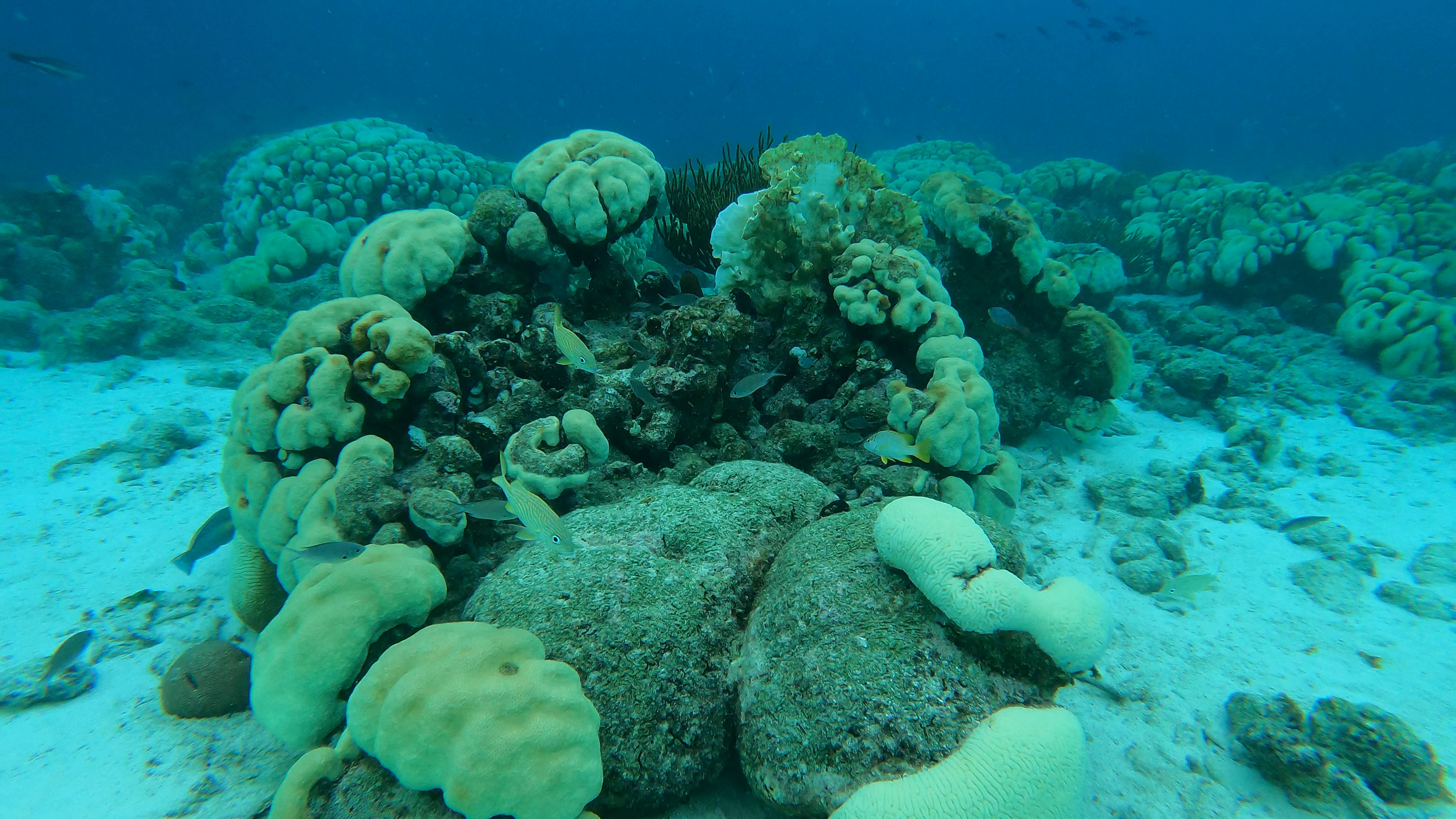 Species classification Object Detection Dataset and Pre-Trained Model by Curacao 2023