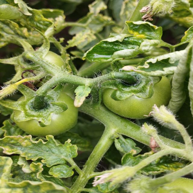 Tomato Detection Object Detection Dataset And Pre Trained Model By Pp3
