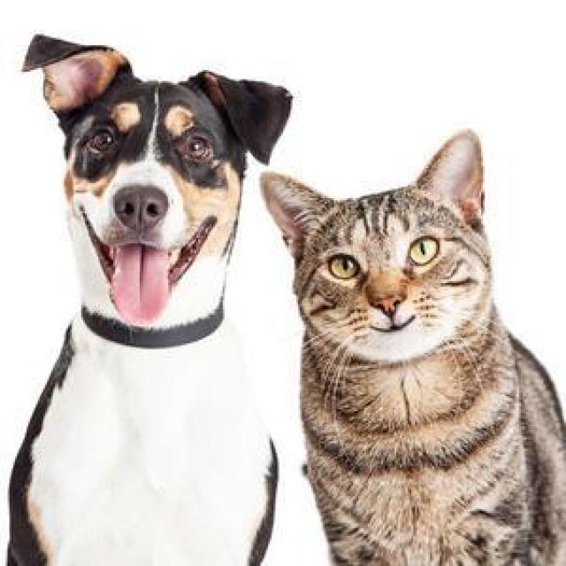 Animal Recognition Object Detection Dataset by AI Recognition Training ...