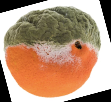 Oranges Object Detection Dataset by Nikesh V