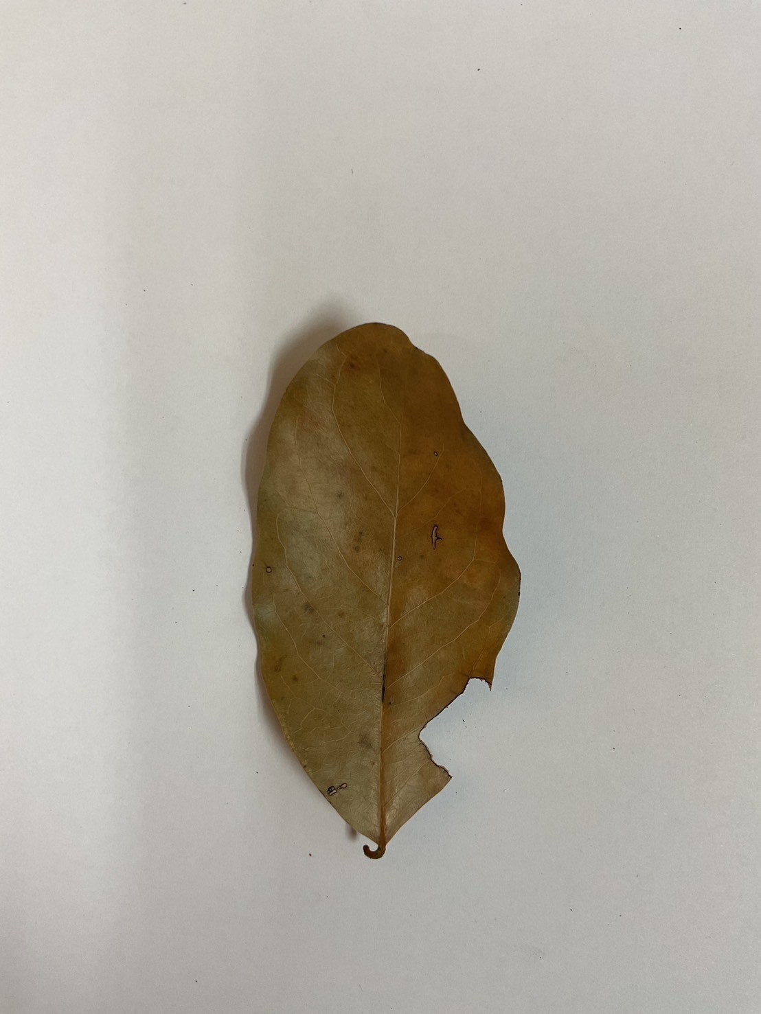 Leftd Object Detection Dataset by Leaf