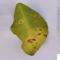 cirtus - Roboflow Universe