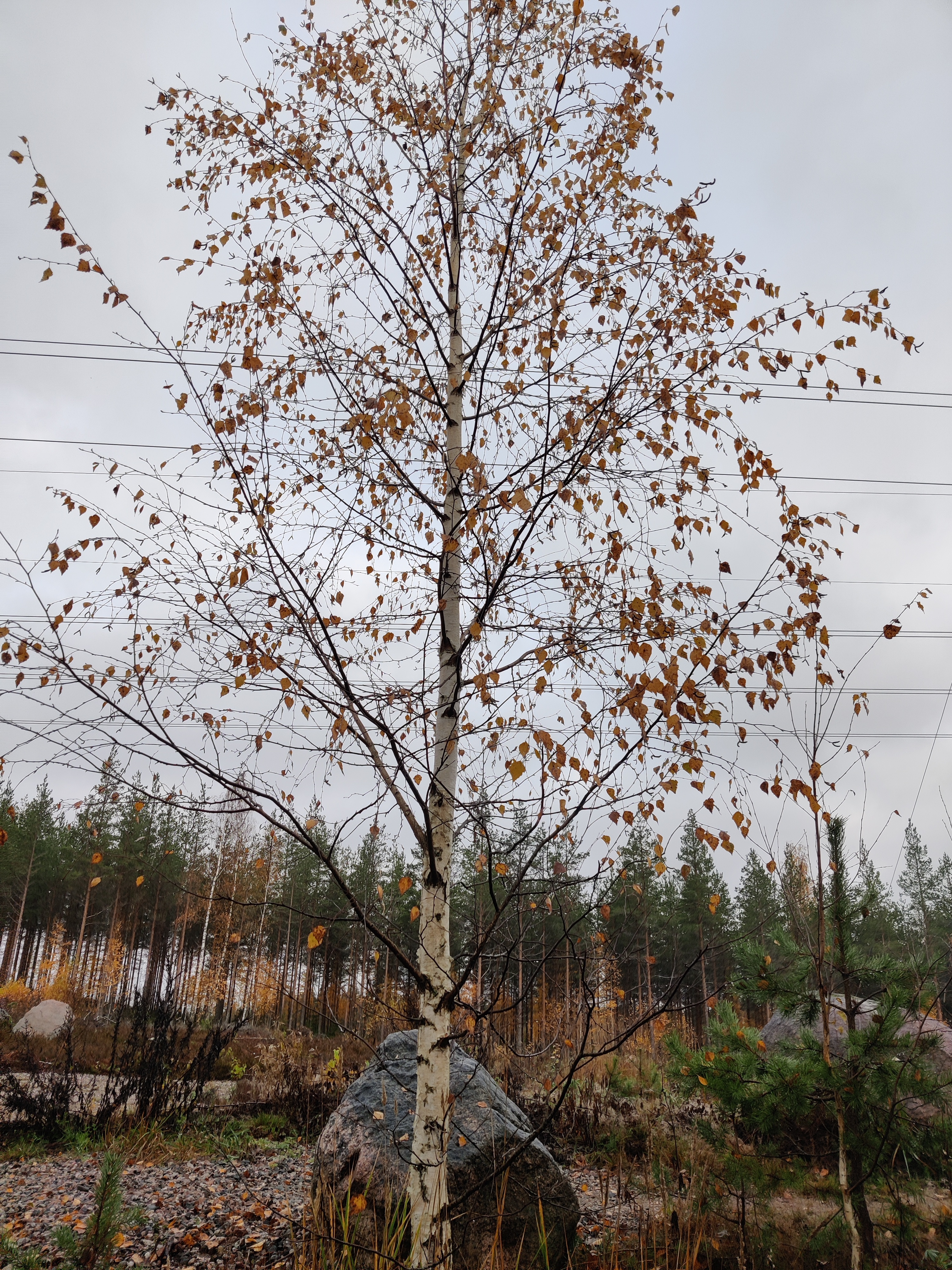Tree breeds Classification Dataset by workspace