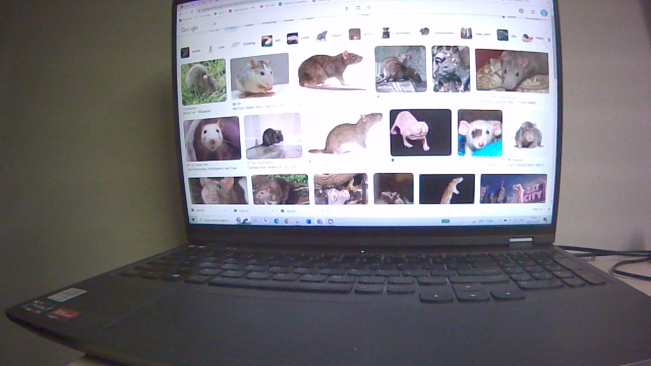 Rat Detection V1 Object Detection Dataset By Ravision