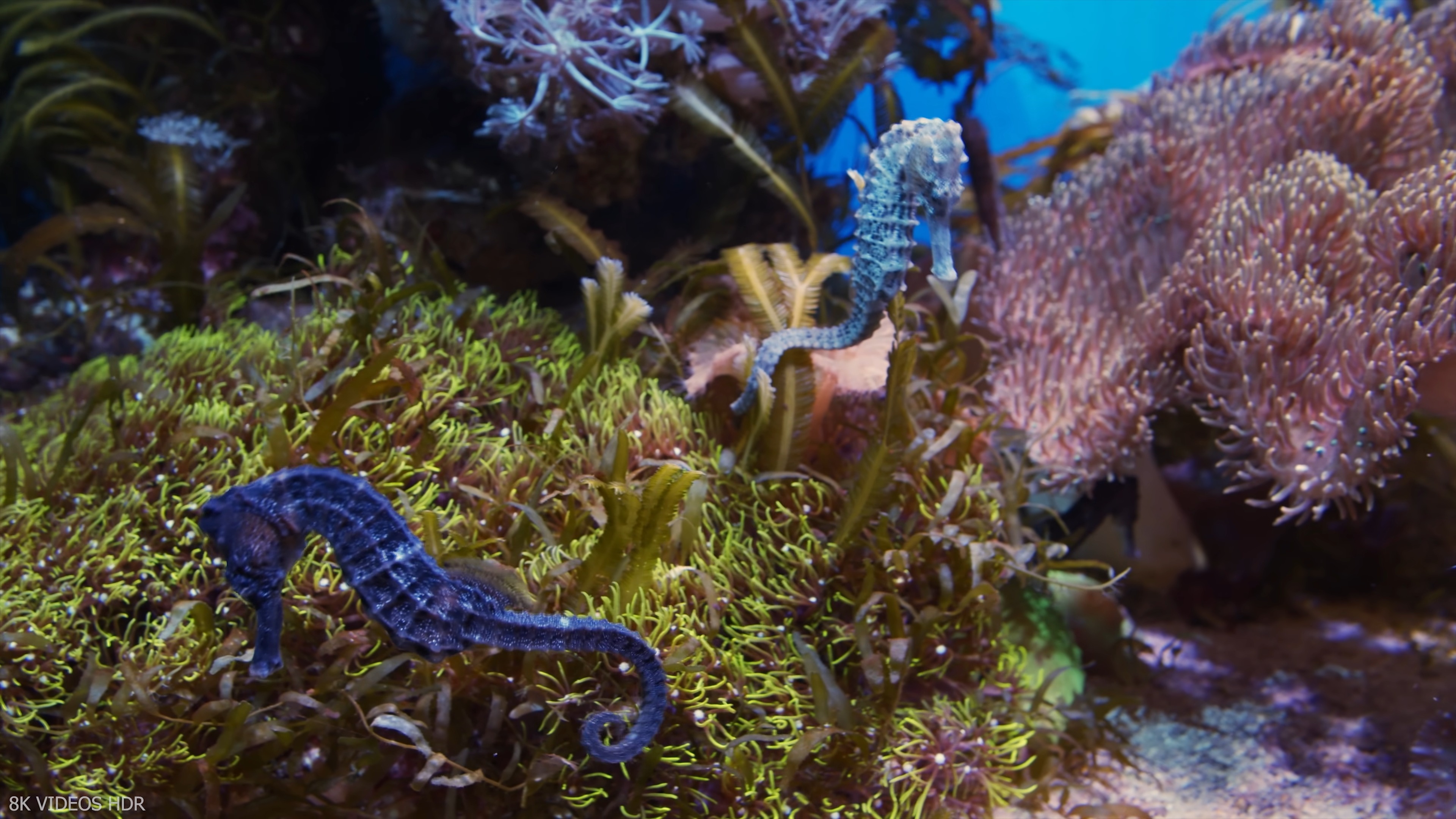 sea animals Object Detection Model by MINIPROJECT