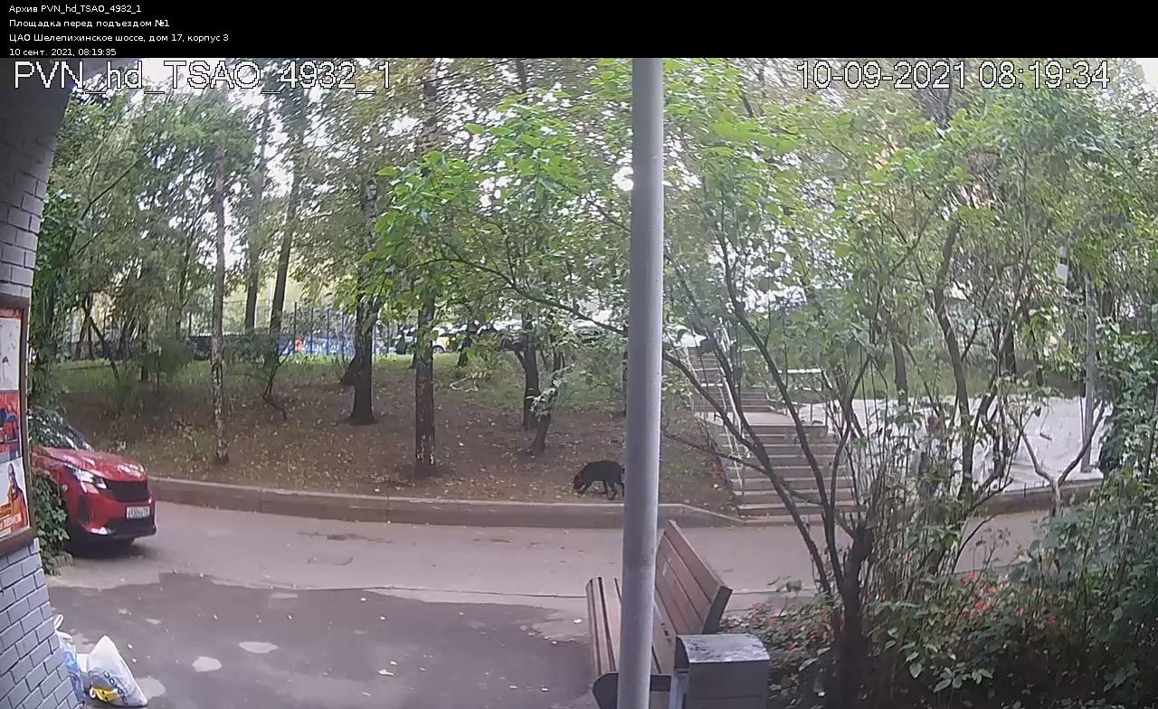 cats_dogs Object Detection Dataset and Pre-Trained Model by oocelot