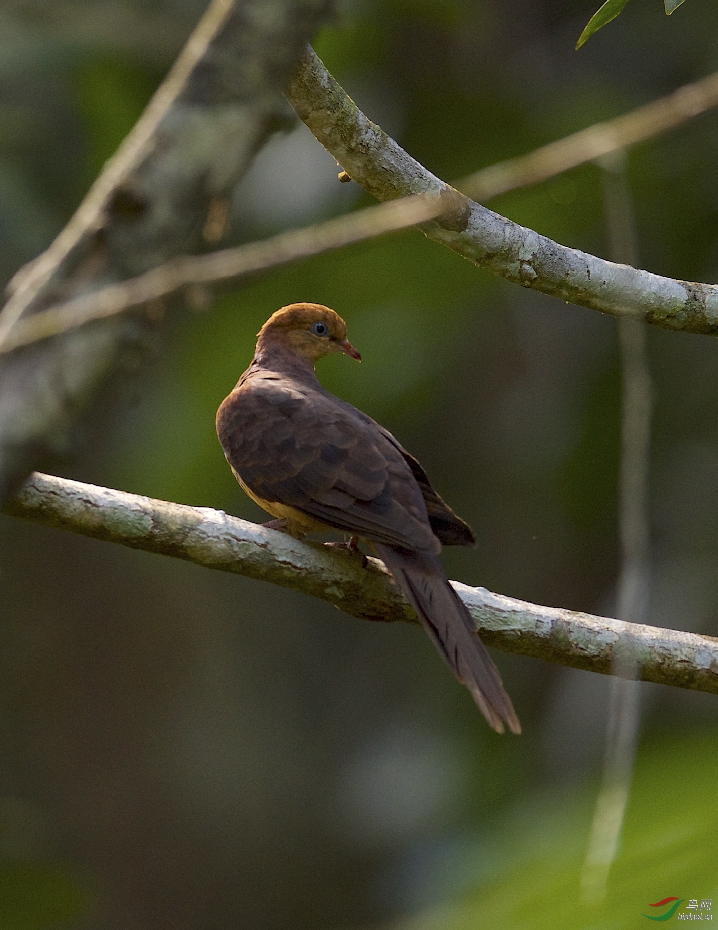 Birdsdetect Object Detection Dataset And Pre Trained Model By Birds