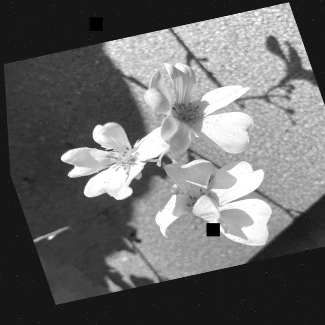 pose Keypoint Detection Model by flower