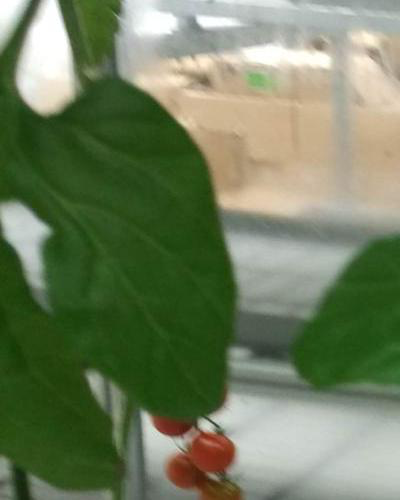 Grape Tomato Object Detection Dataset by tcc