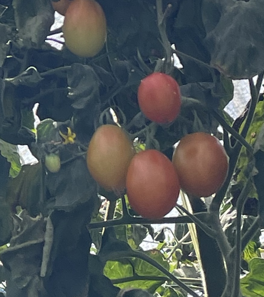 tomato_grapev4 Object Detection Dataset and Pre-Trained Model by tcc