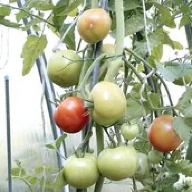 tomato_grapev8 Object Detection Dataset by tcc