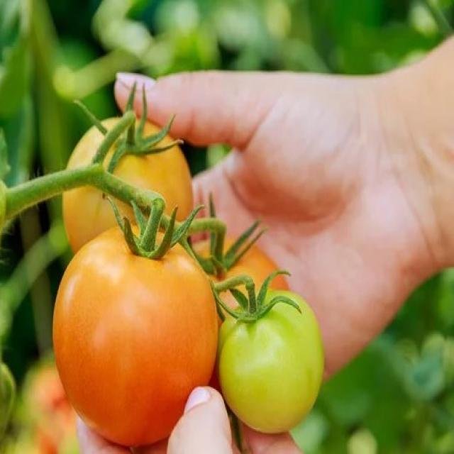 tomato_grape Object Detection Dataset by tcc