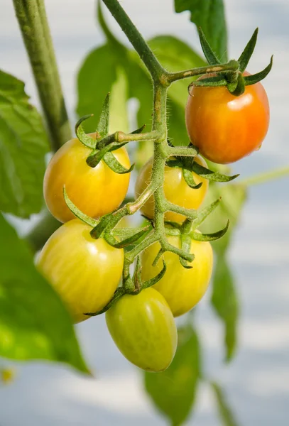 tomato_grape_remap Object Detection Dataset by tcc