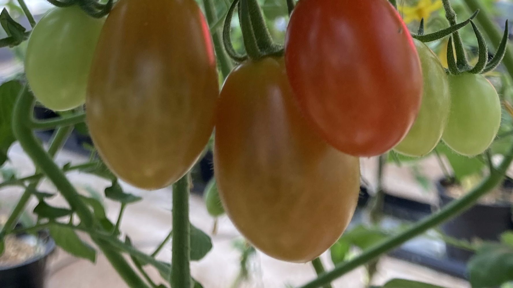 tomato_grapev3 Object Detection Model by tcc