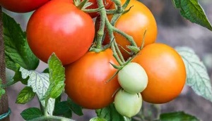 How to Use the tomato_grapev3 Object Detection API