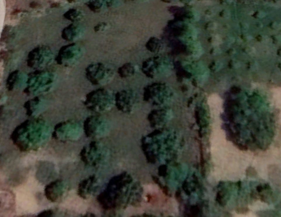 Tree Detection Project Dataset And Pre Trained Model By Iit Roorkee