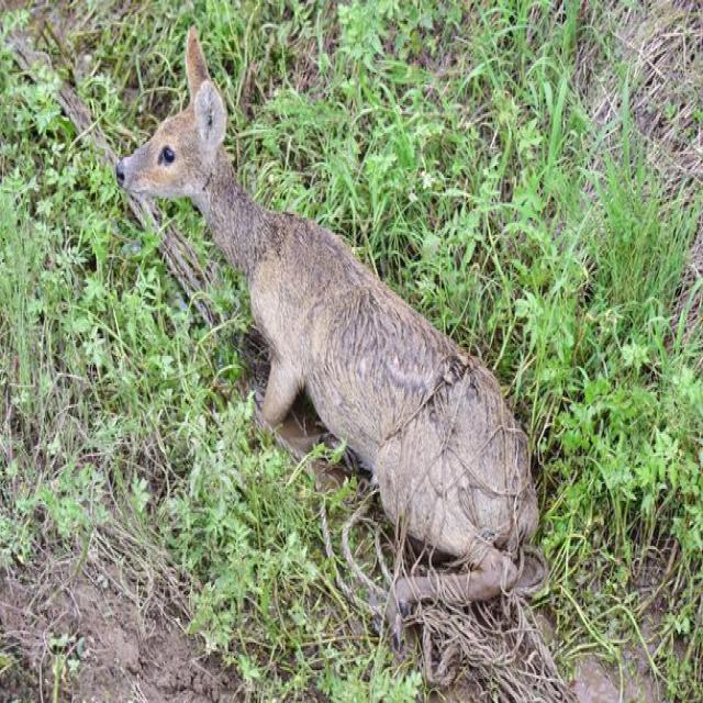 animals Object Detection Dataset and Pre-Trained Model by data annotation