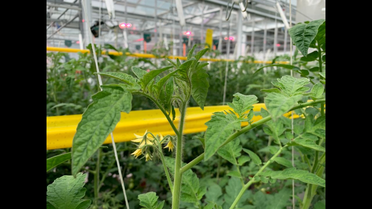 Tomato-plant-measuring Instance Segmentation Dataset by Tomato plant measuring