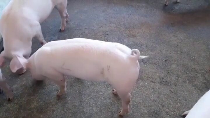 Pigs-Object Object Detection Model by Vicky Hsu