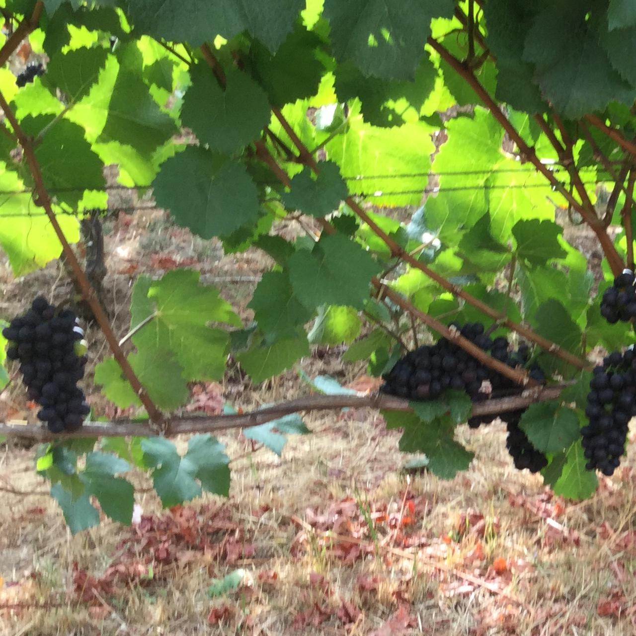 Grape detection Object Detection Model by workshot1