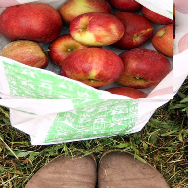 Fruit Detection Object Detection Dataset By Prakarns Workspace