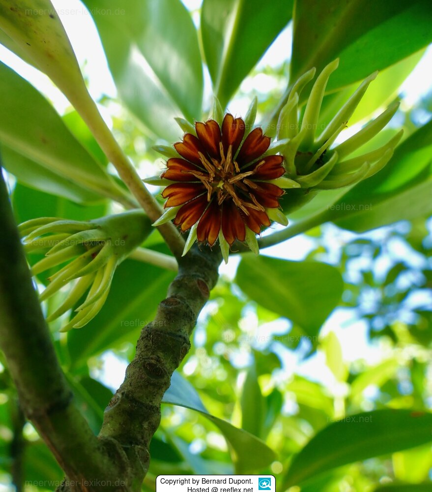 Mangrove Identification Object Detection Model by Research