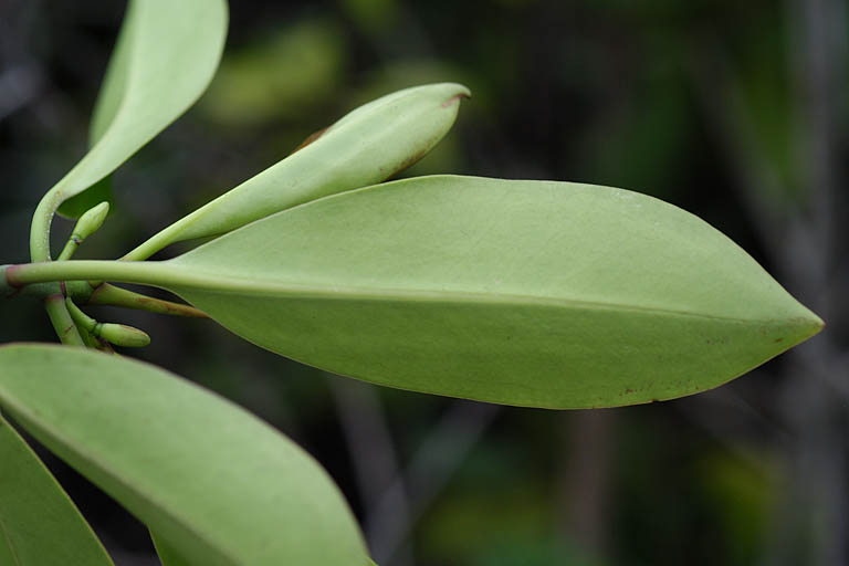 Mangrove Identification Object Detection Dataset And Pre Trained Model By Research