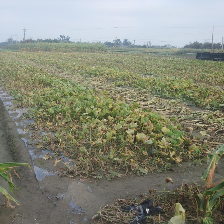 CROP Classification Dataset by agriculture