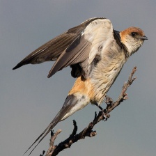 How to Use the Animals Object Detection API