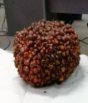 ffbripefruit02 Object Detection Model by ffb