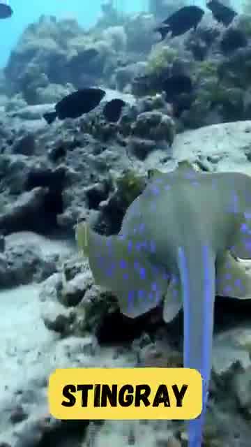 Patrick Space - Roboflow Universe