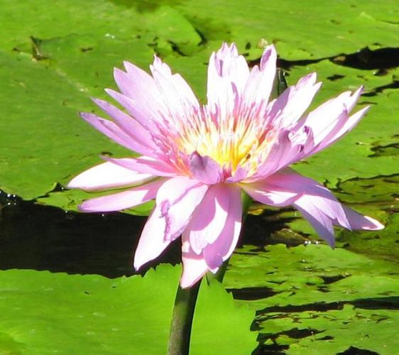 Flower Detection Object Detection Dataset And Pre Trained Model By Christ University