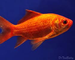 Goldfish detect Object Detection Dataset by Suradech
