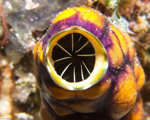 RSMAS Structure Classification Dataset by Giang Ha