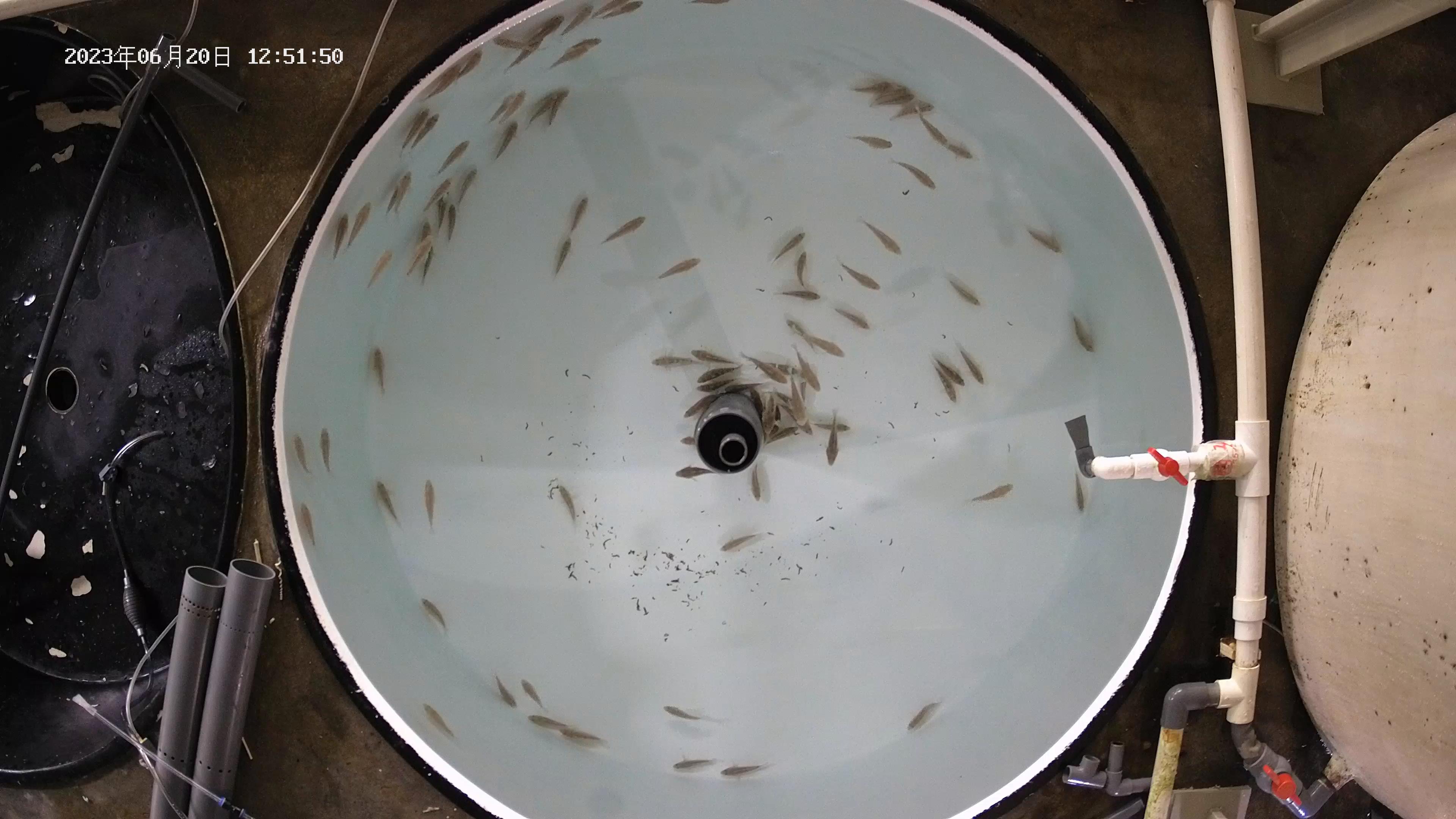 feed_targerfish Object Detection Model by project-ixcnr