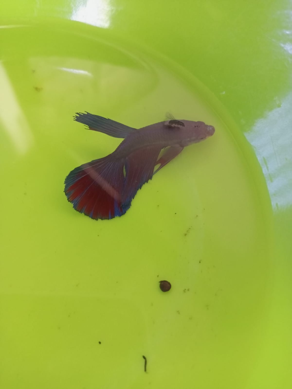 Deteksi Ikan Object Detection Model By Deteksi Ikan