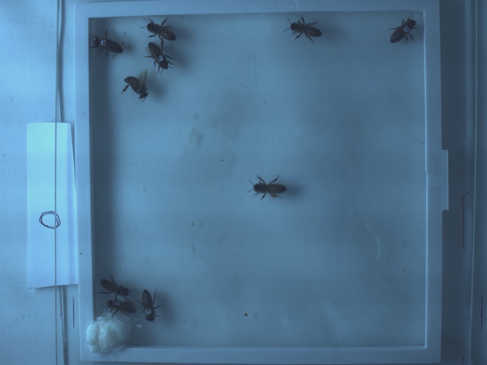 Arena Bee - Roboflow Universe